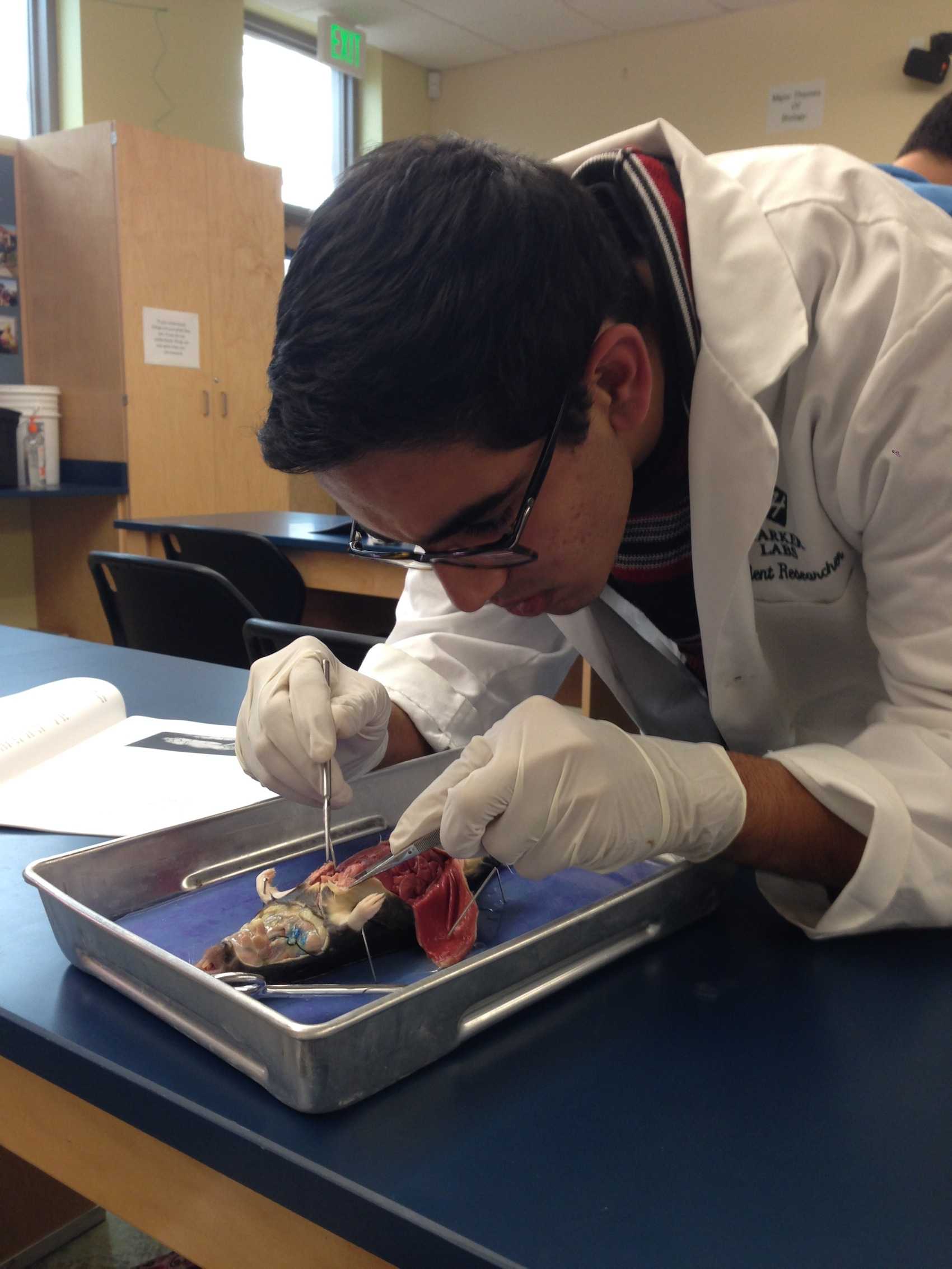 Biology students participate in rat dissection - Harker Aquila